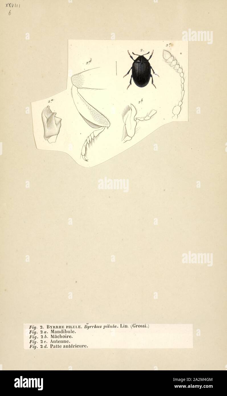 Byrrhus, Print, Byrrhus is a genus of pill beetles in the family ...