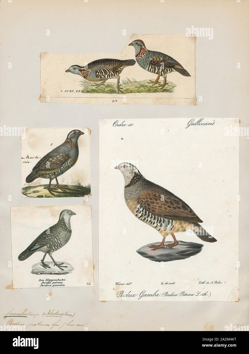 Caccabis petrosa hi-res stock photography and images - Alamy