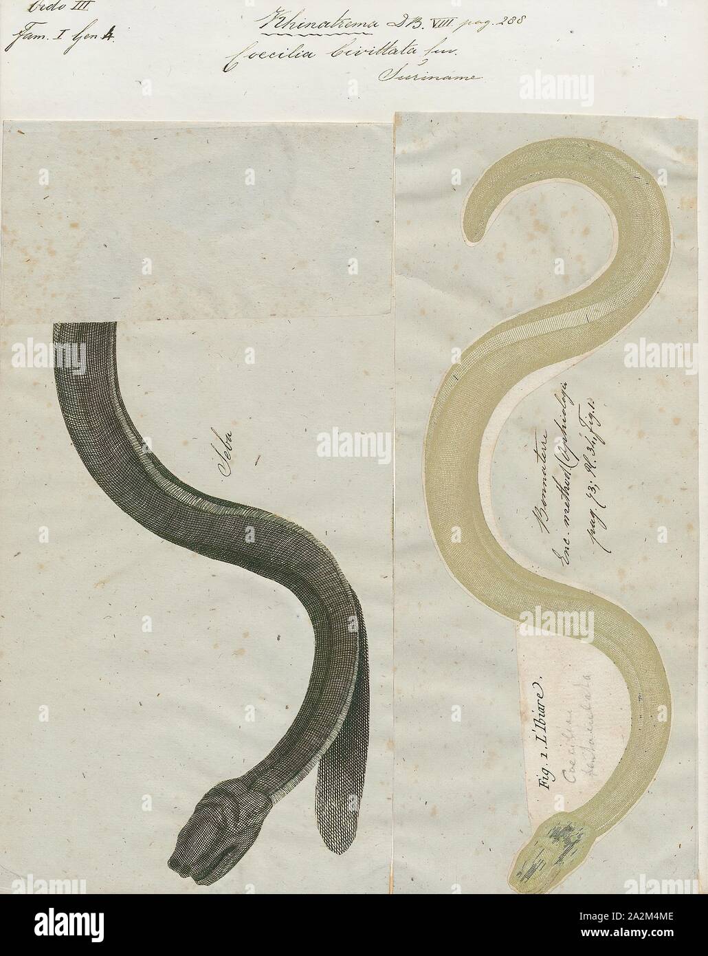 Caecilia bivittata, Print, Caecilia is a genus of amphibians in the ...