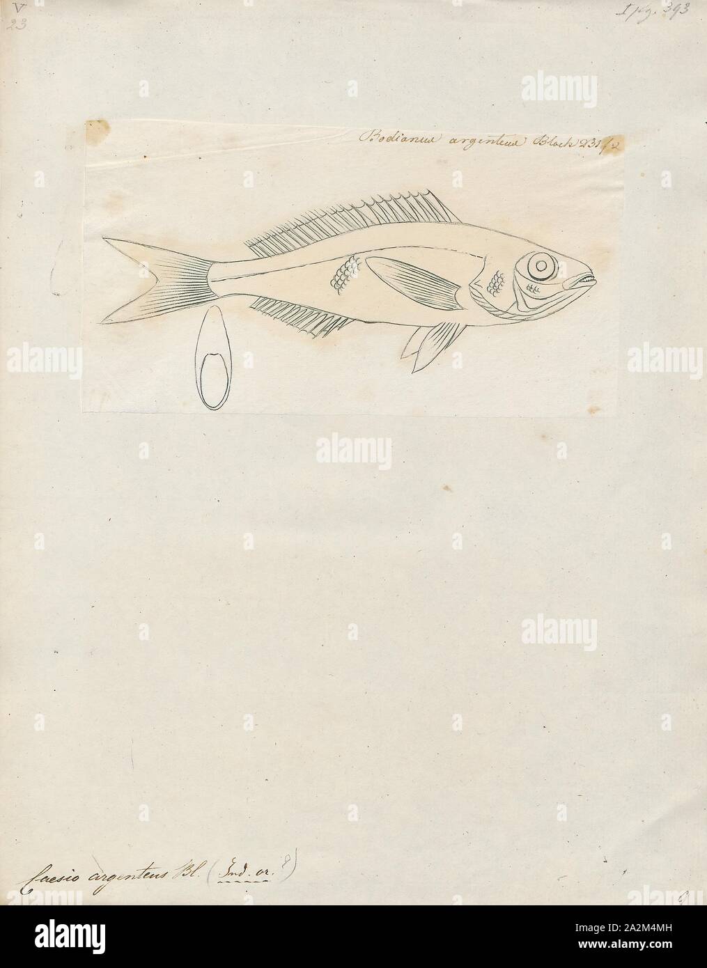 Caesio argenteus, Print, Caesio is a genus of fish in the family ...