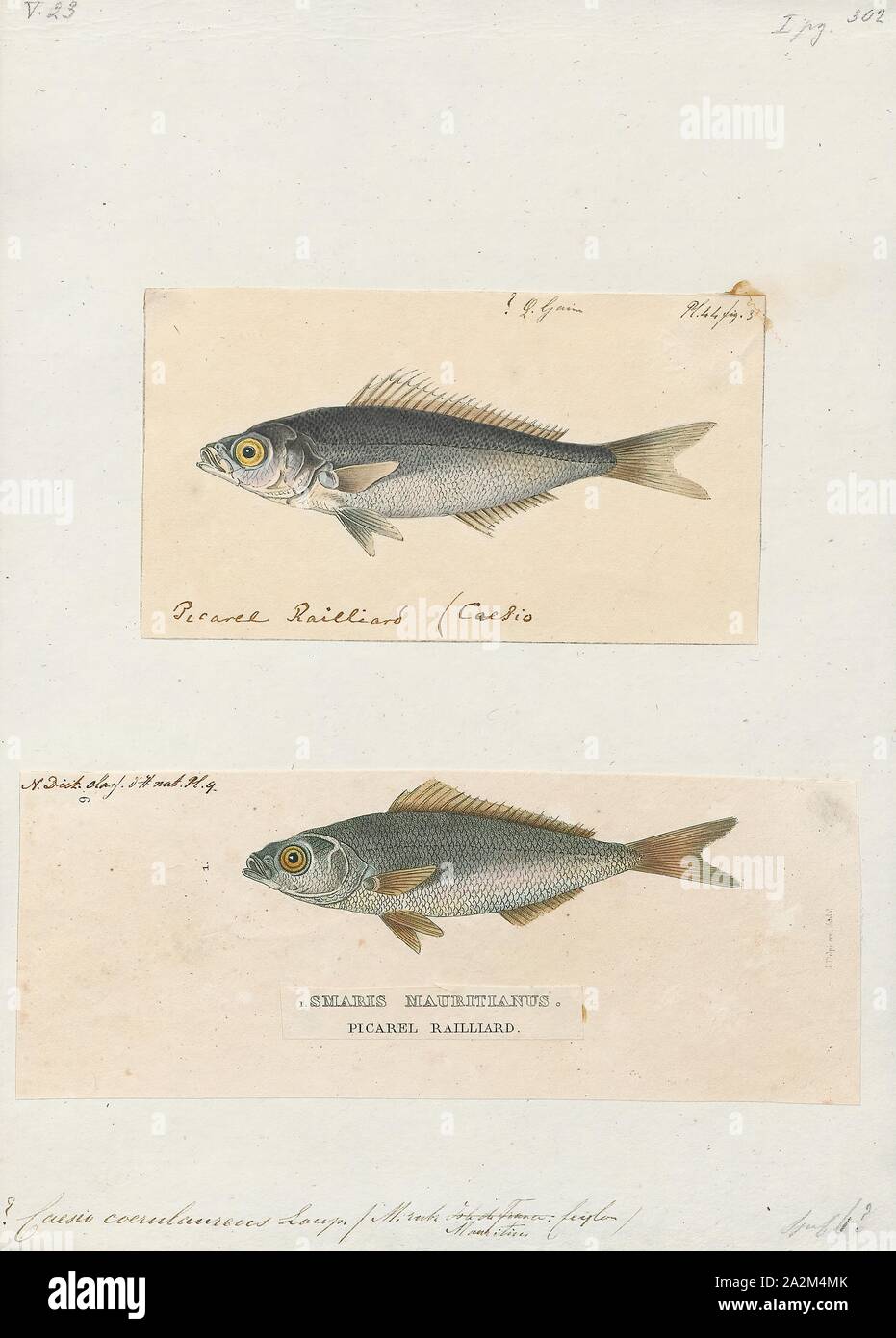 Caesio coerulaureus, Print, Caesio is a genus of fish in the family ...