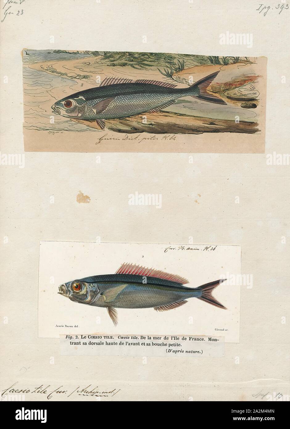 Caesio tile, Print, Caesio is a genus of fish in the family Caesionidae ...