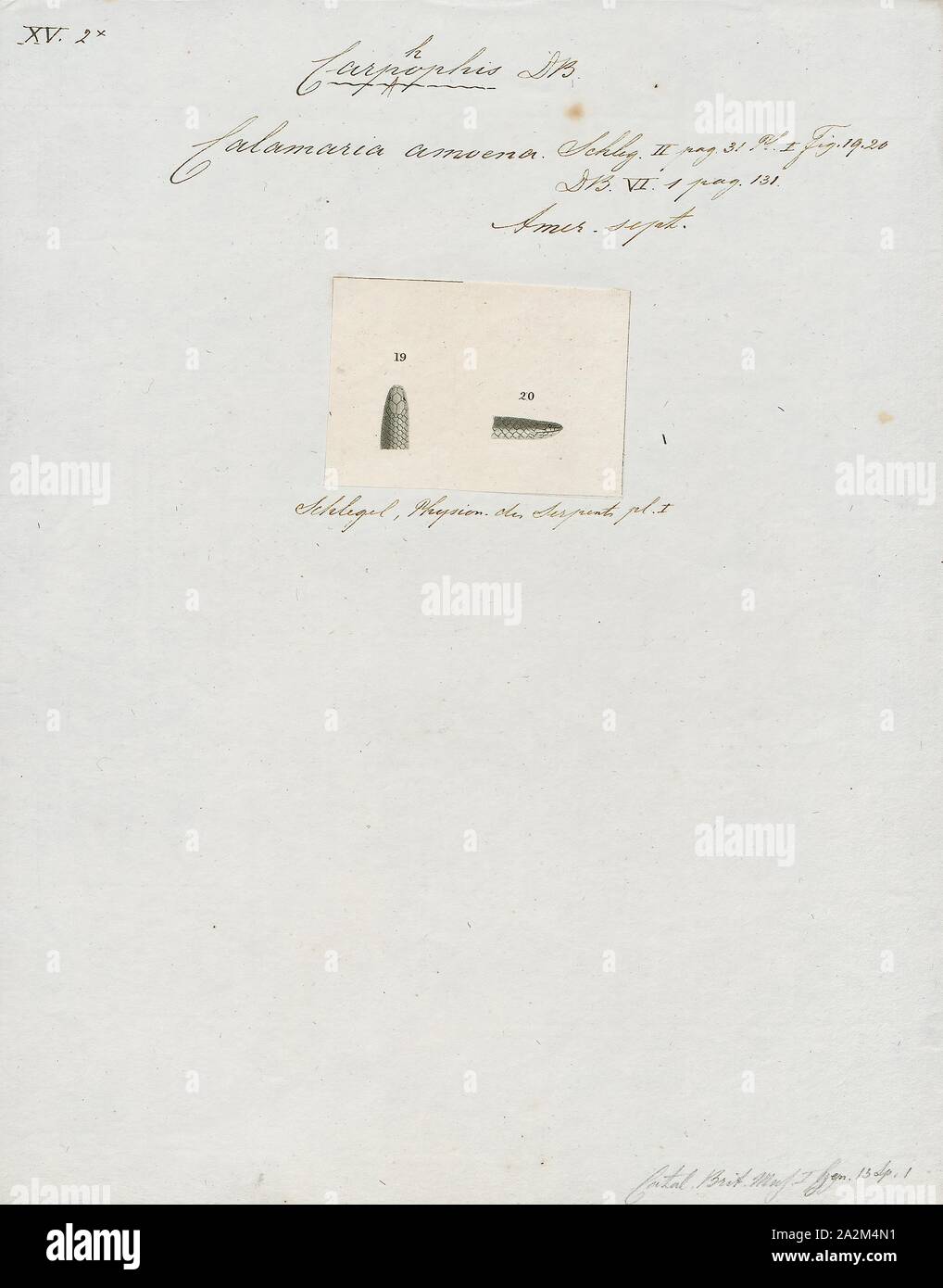 Calamaria amoena, Print, Calamaria is a large genus of dwarf burrowing ...