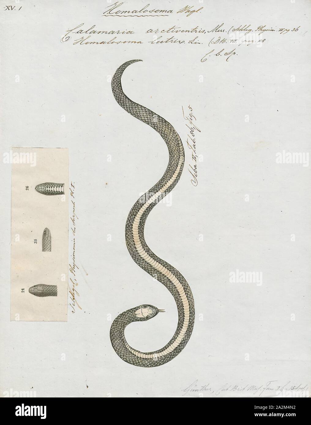 Calamaria arctiventris, Print, Calamaria is a large genus of dwarf ...