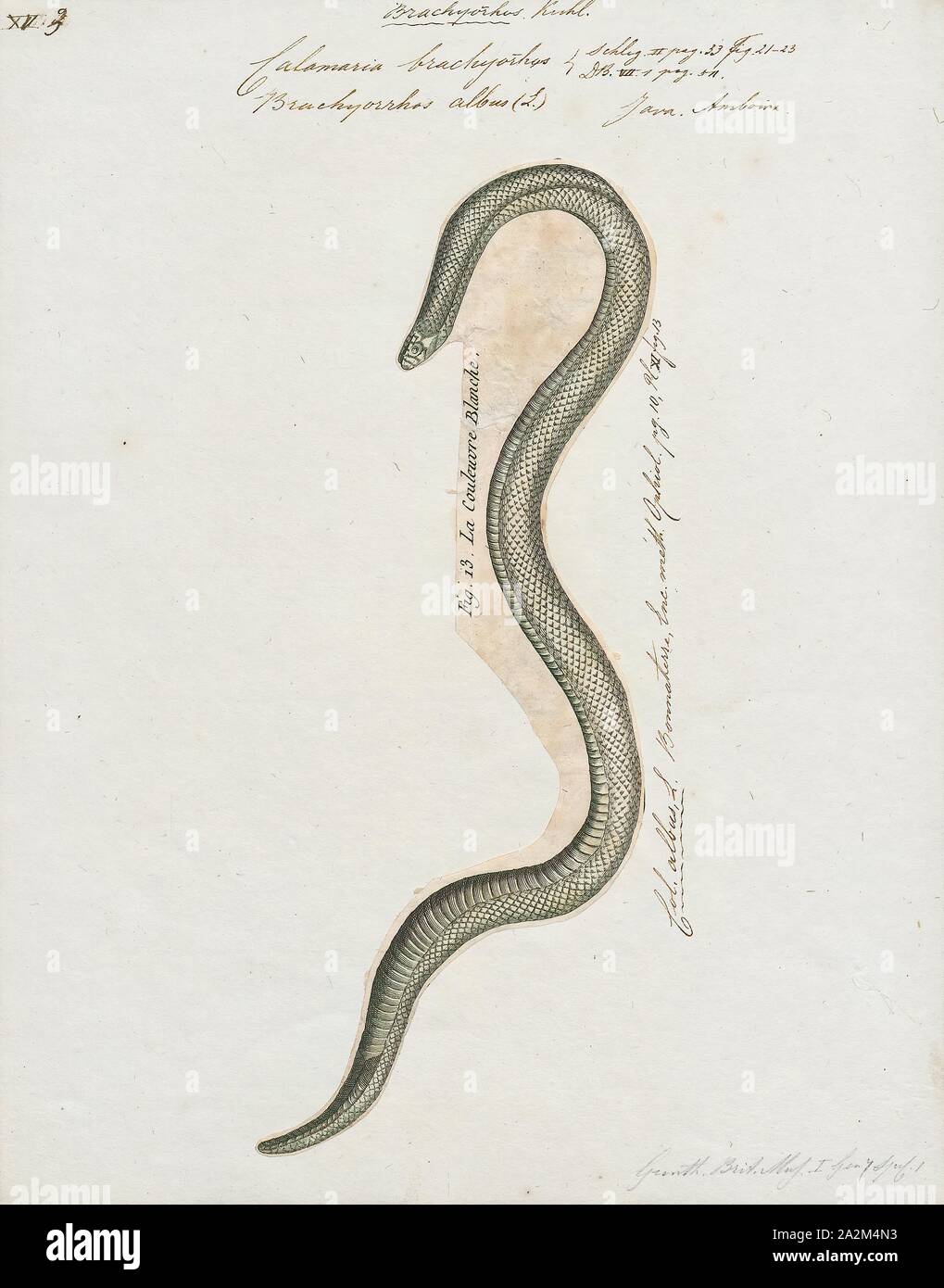 Calamaria brachyorrhos, Print, Calamaria is a large genus of dwarf ...