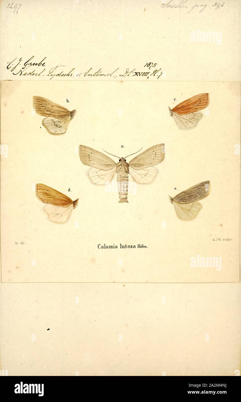 Calamia, Print, Calamia is a genus of moths of the Noctuidae family ...