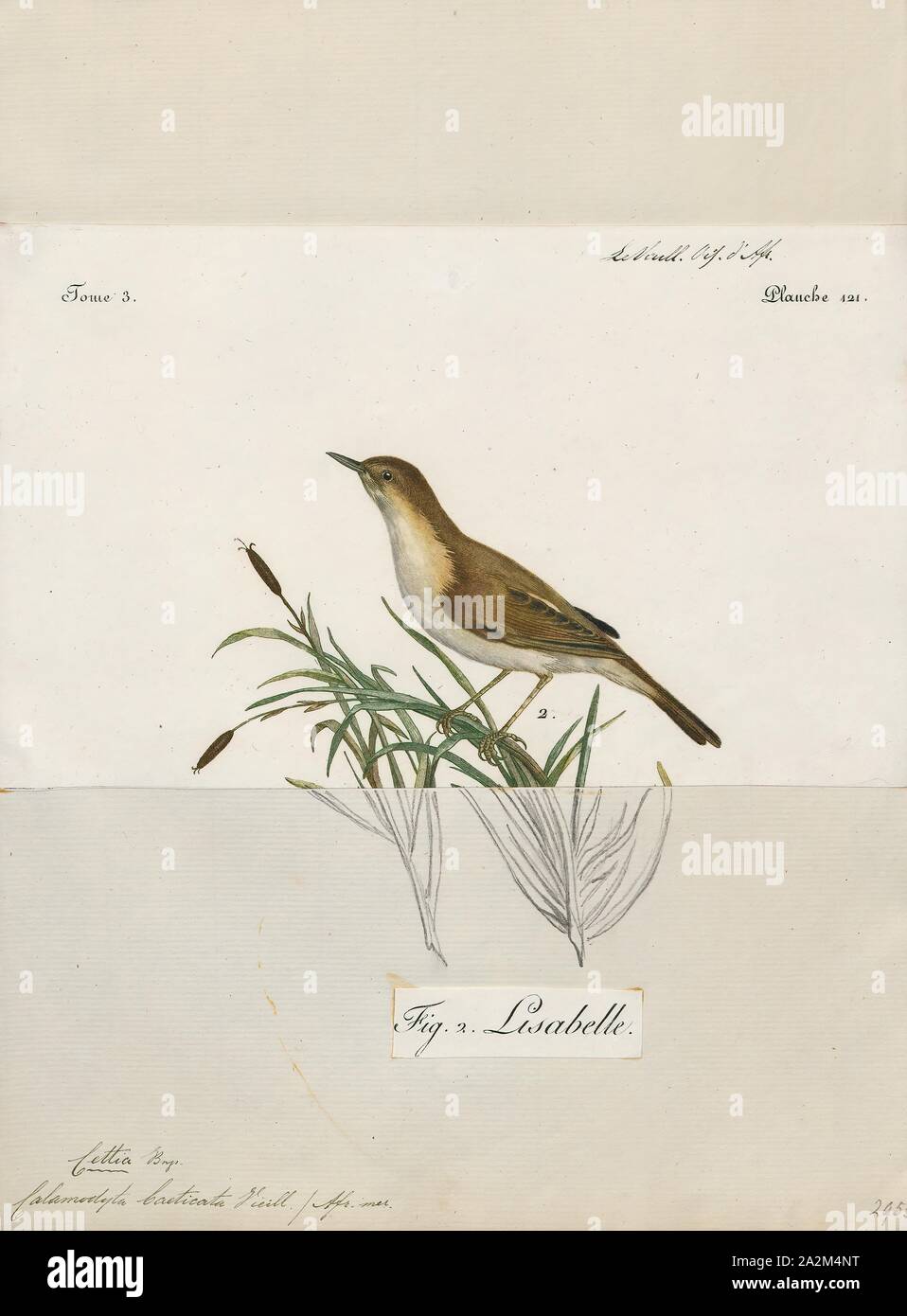 Calamodyta baeticata, Print, 1796-1808 Stock Photo - Alamy