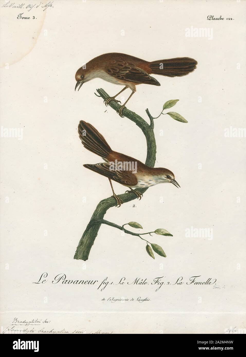 Brachyptera hi-res stock photography and images - Alamy