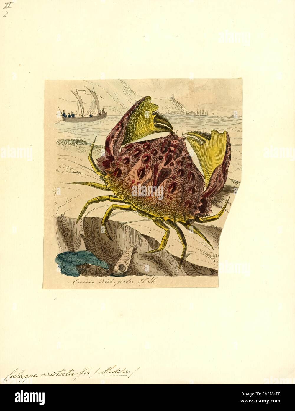 Calappa cristata, Print Stock Photo - Alamy