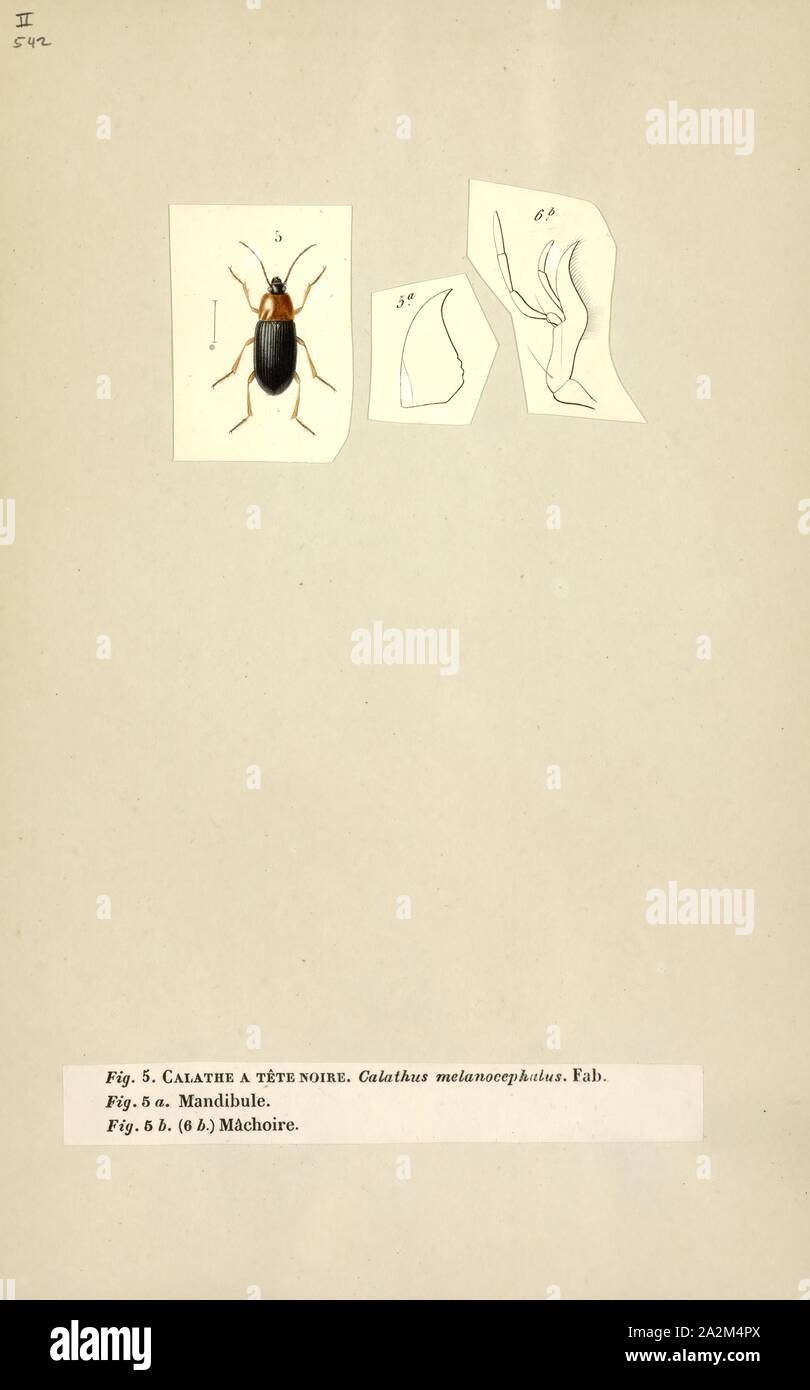 Calathus hi-res stock photography and images - Alamy