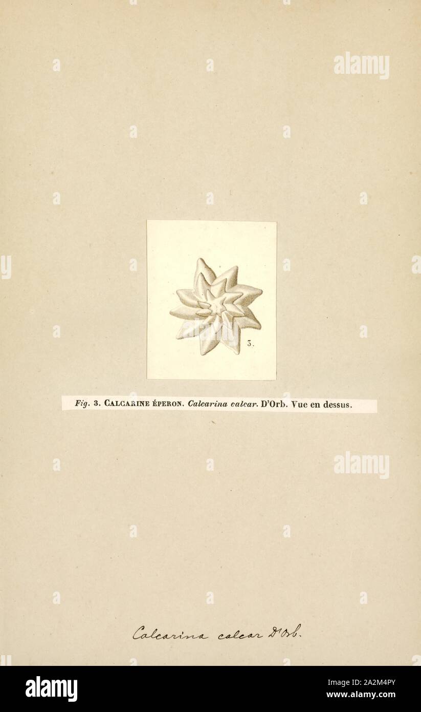 Calcarina calcar hi-res stock photography and images - Alamy