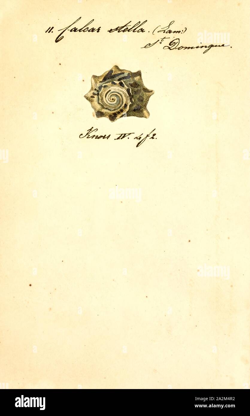 Calcar hi-res stock photography and images - Alamy