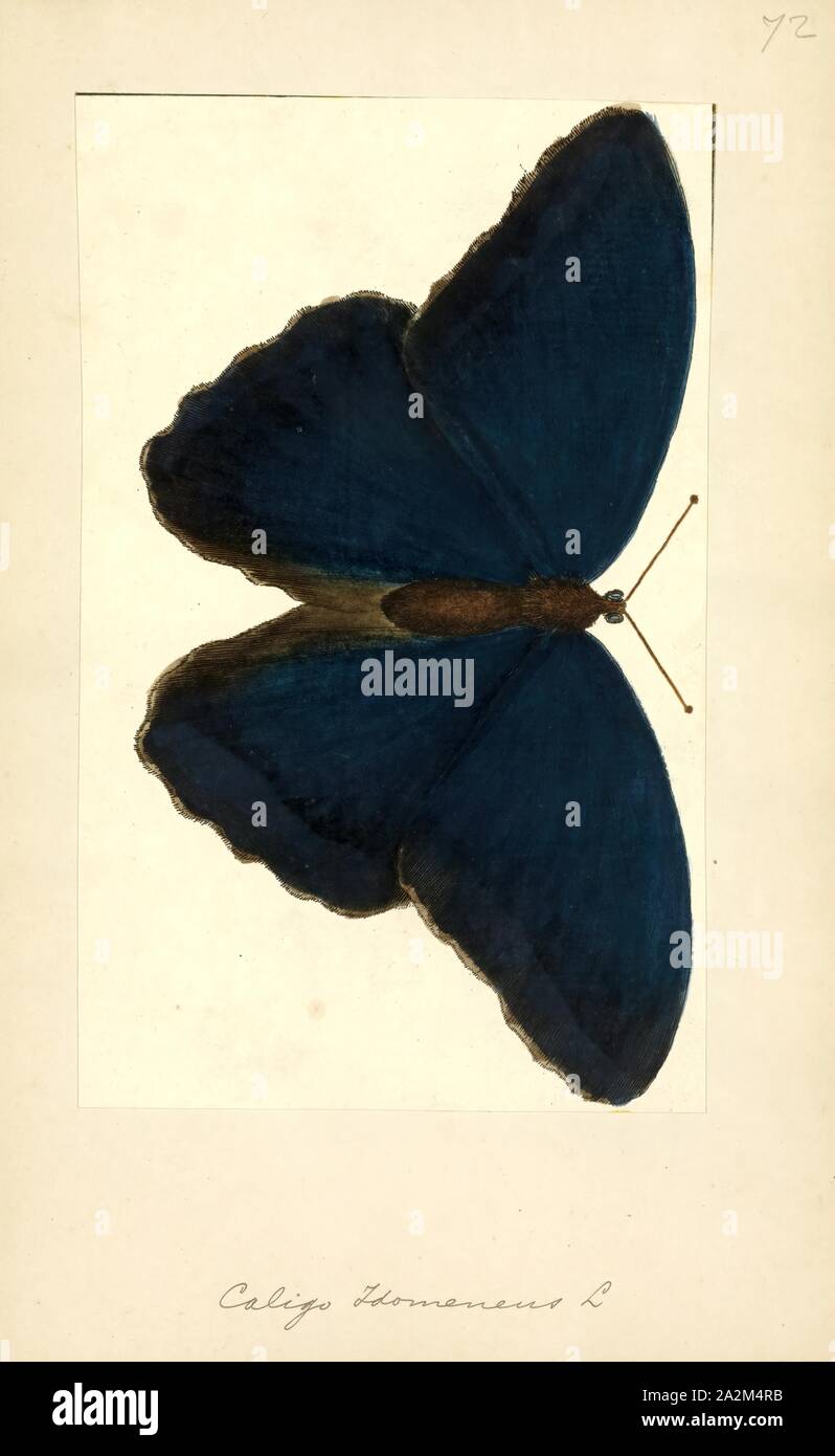 Caligo, Print, The owl butterflies, the genus Caligo, are known for ...