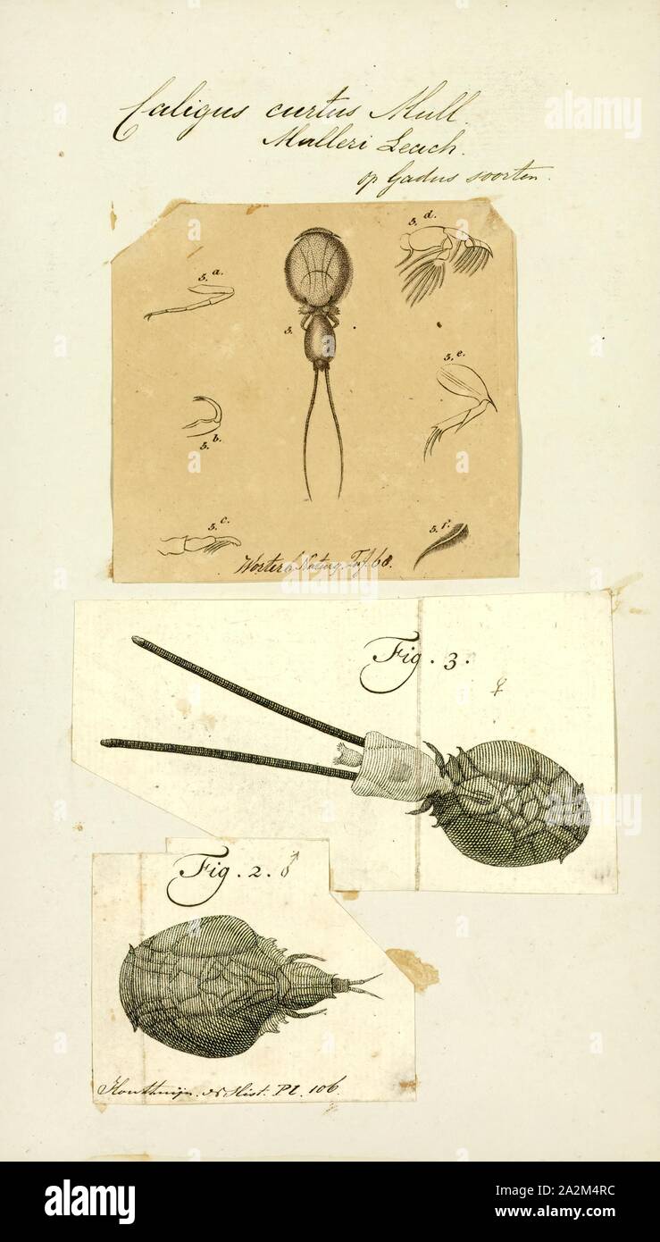 Sea louse species hi-res stock photography and images - Alamy