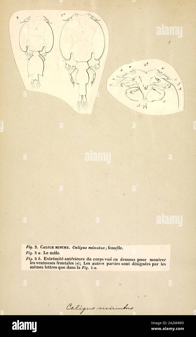 Caligidae hi-res stock photography and images - Alamy