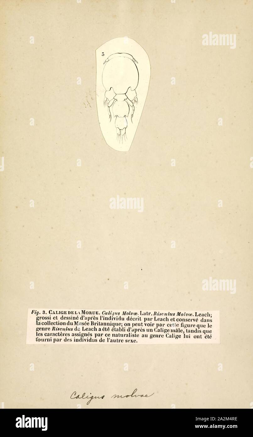 Caligus molvae, Print, Caligus is a genus of sea lice in the family ...