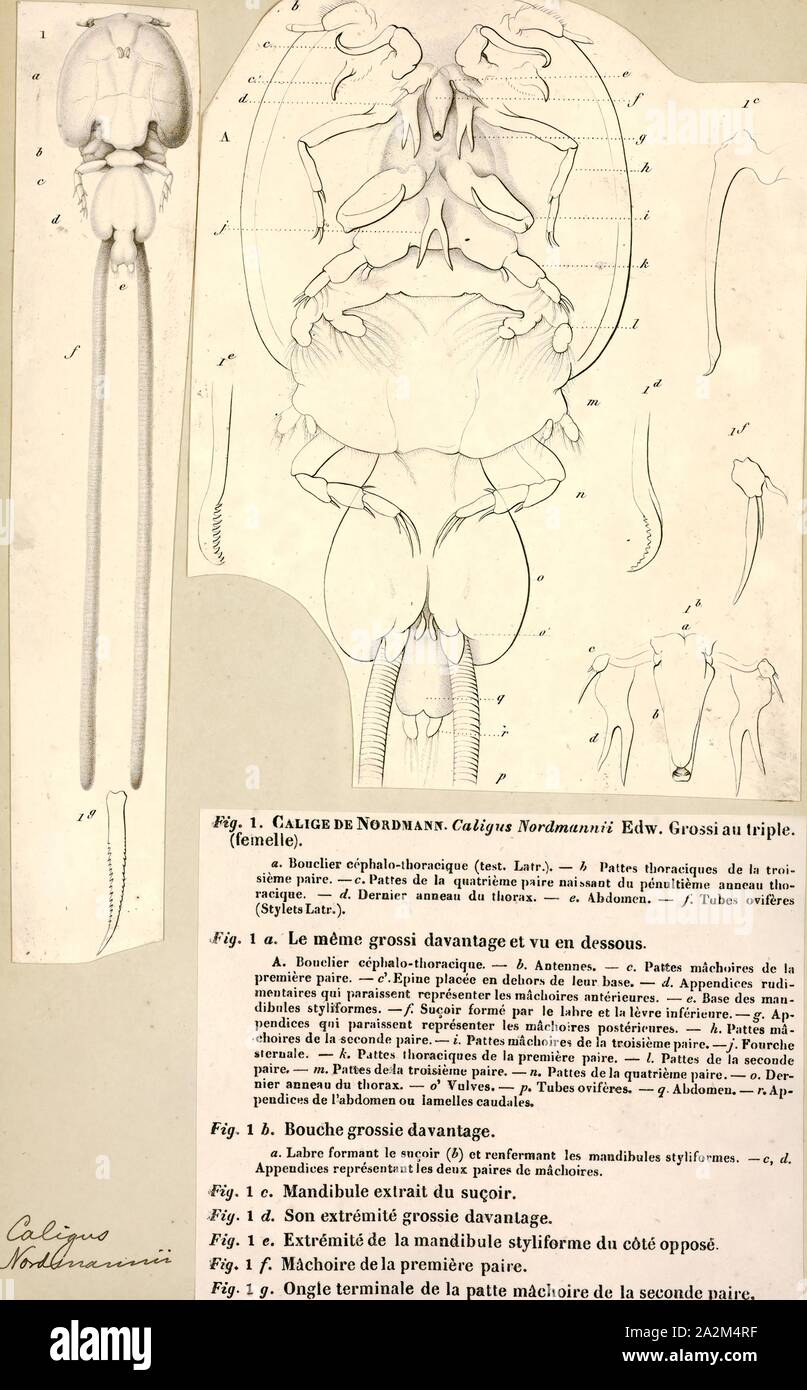 Fishes species hi-res stock photography and images - Alamy