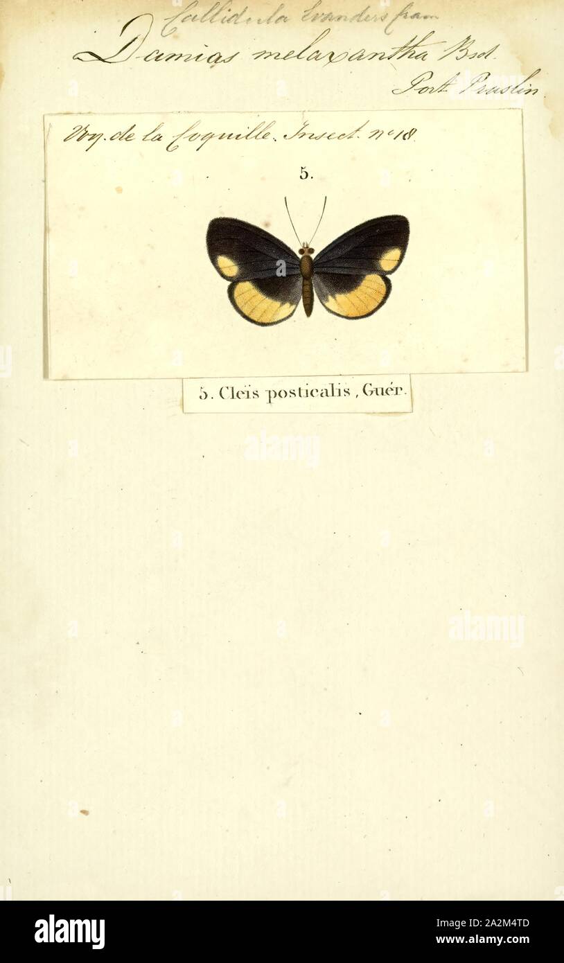 Callidula hi-res stock photography and images - Alamy