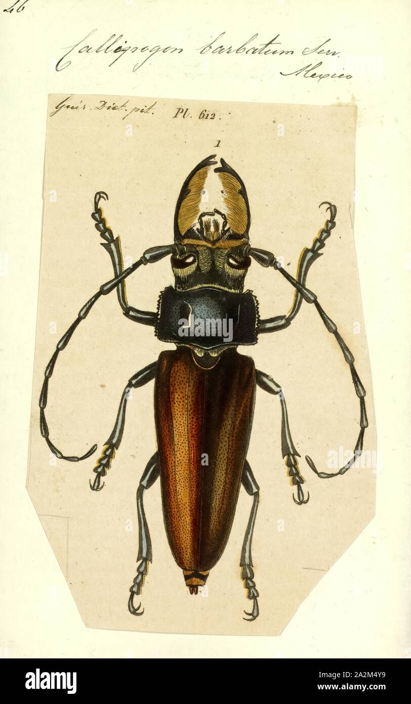Callipogon, Print, Callipogon is a genus of beetle belonging to the ...