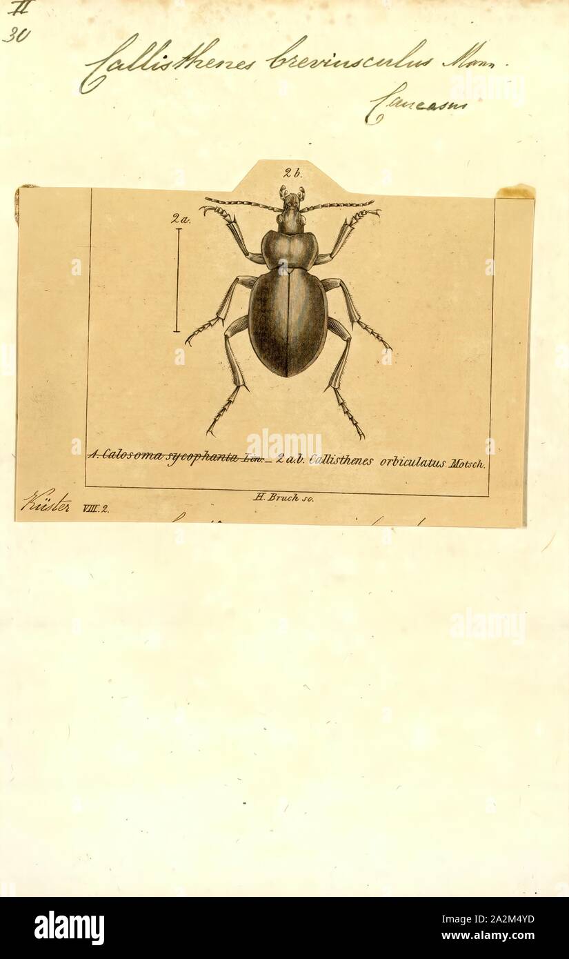 Callisthenes hi-res stock photography and images - Alamy