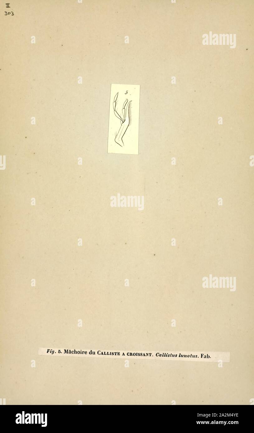 Callistus hi-res stock photography and images - Alamy