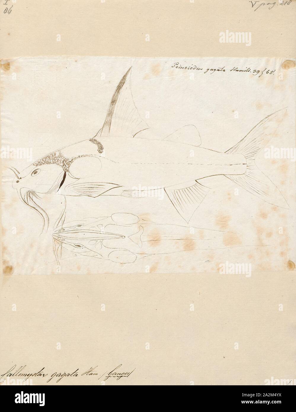 Callomystax gagata hi-res stock photography and images - Alamy