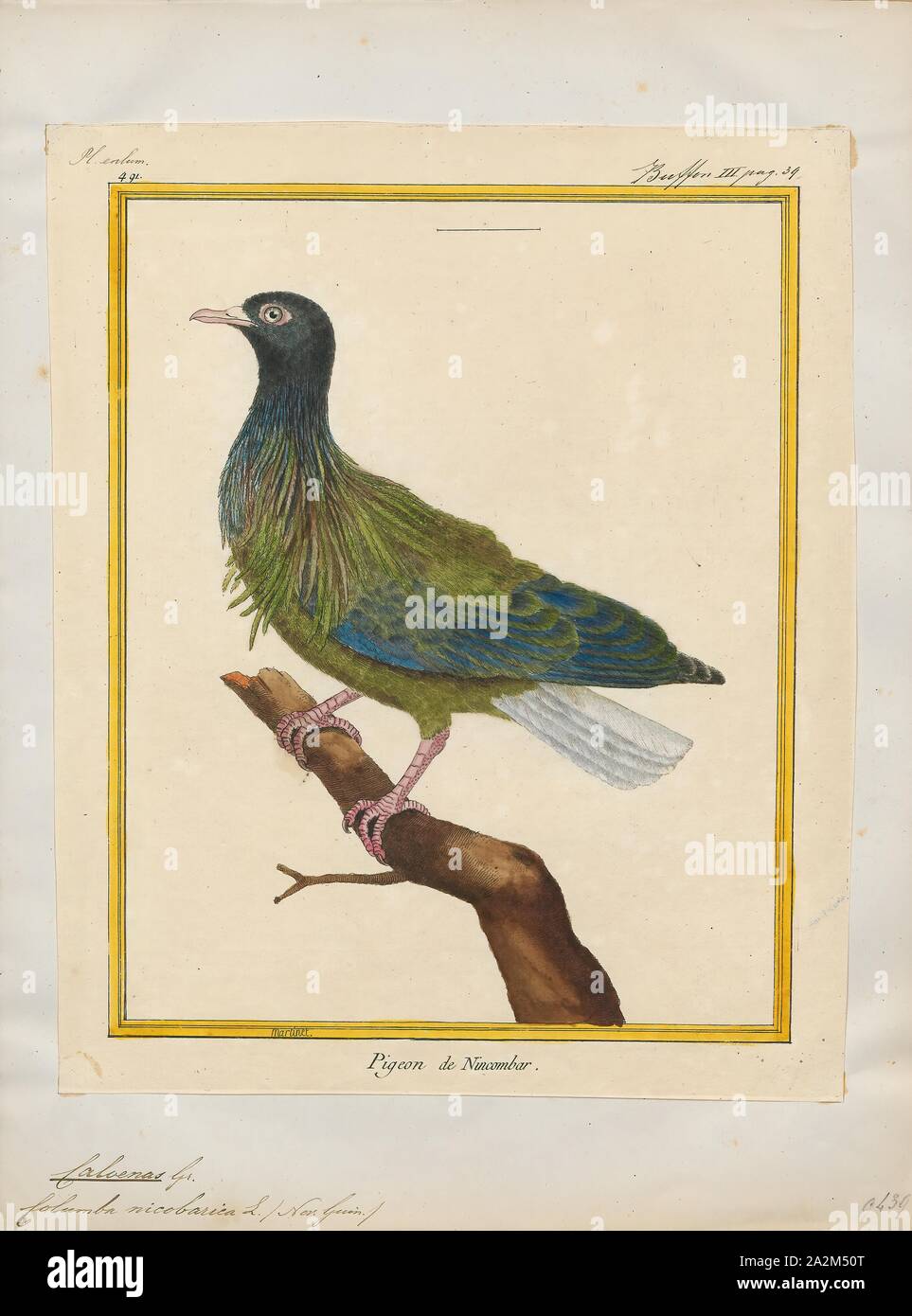 Rodrigues solitaire hi-res stock photography and images - Alamy