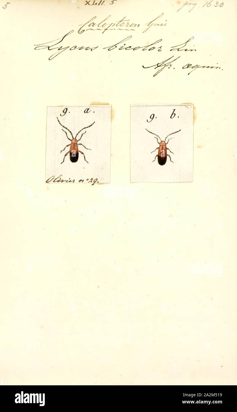 Calopteron, Print, Calopteron is a genus of net-winged beetles in the ...