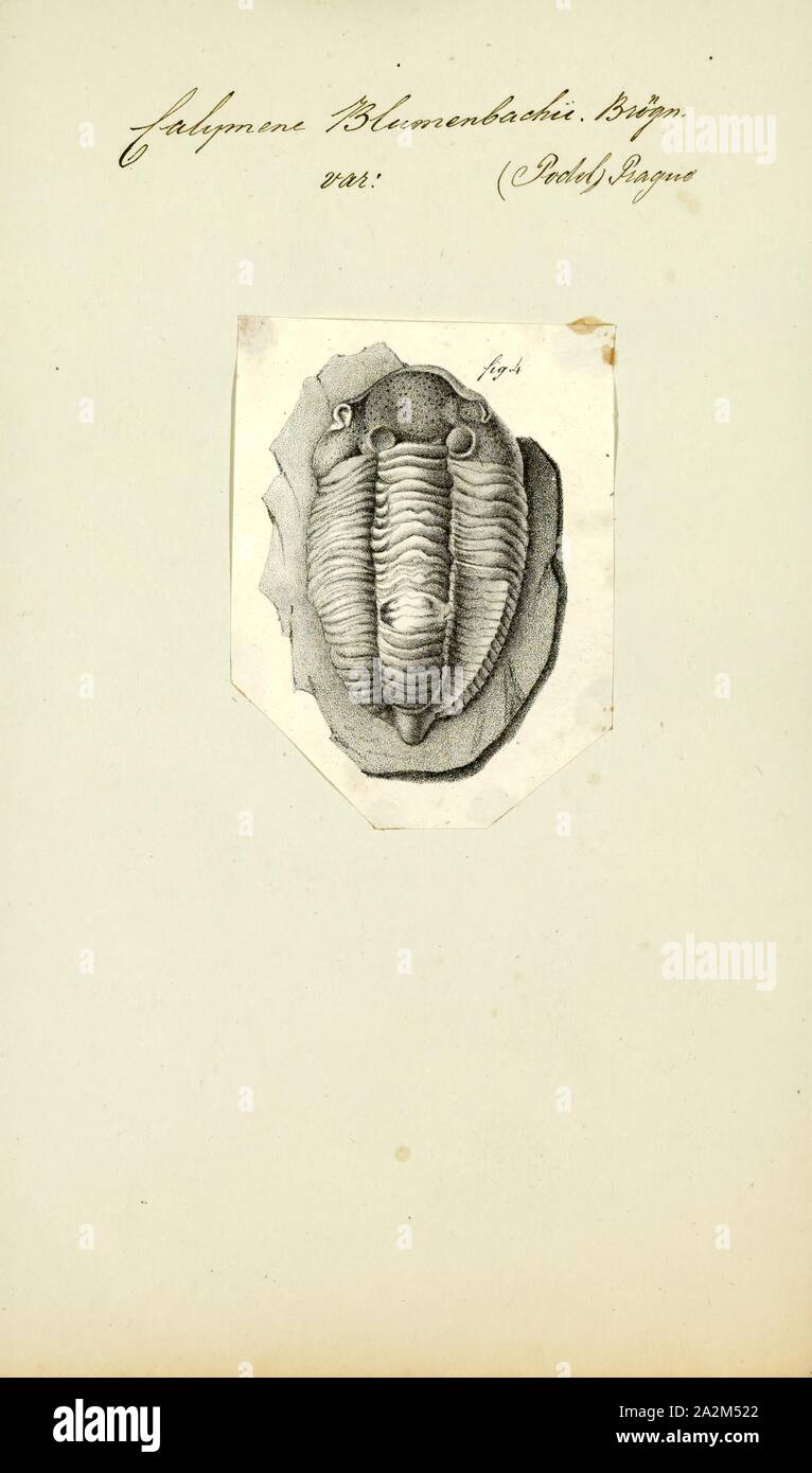 Calymene blumenbachii, Print, Calymene blumenbachii, sometimes ...