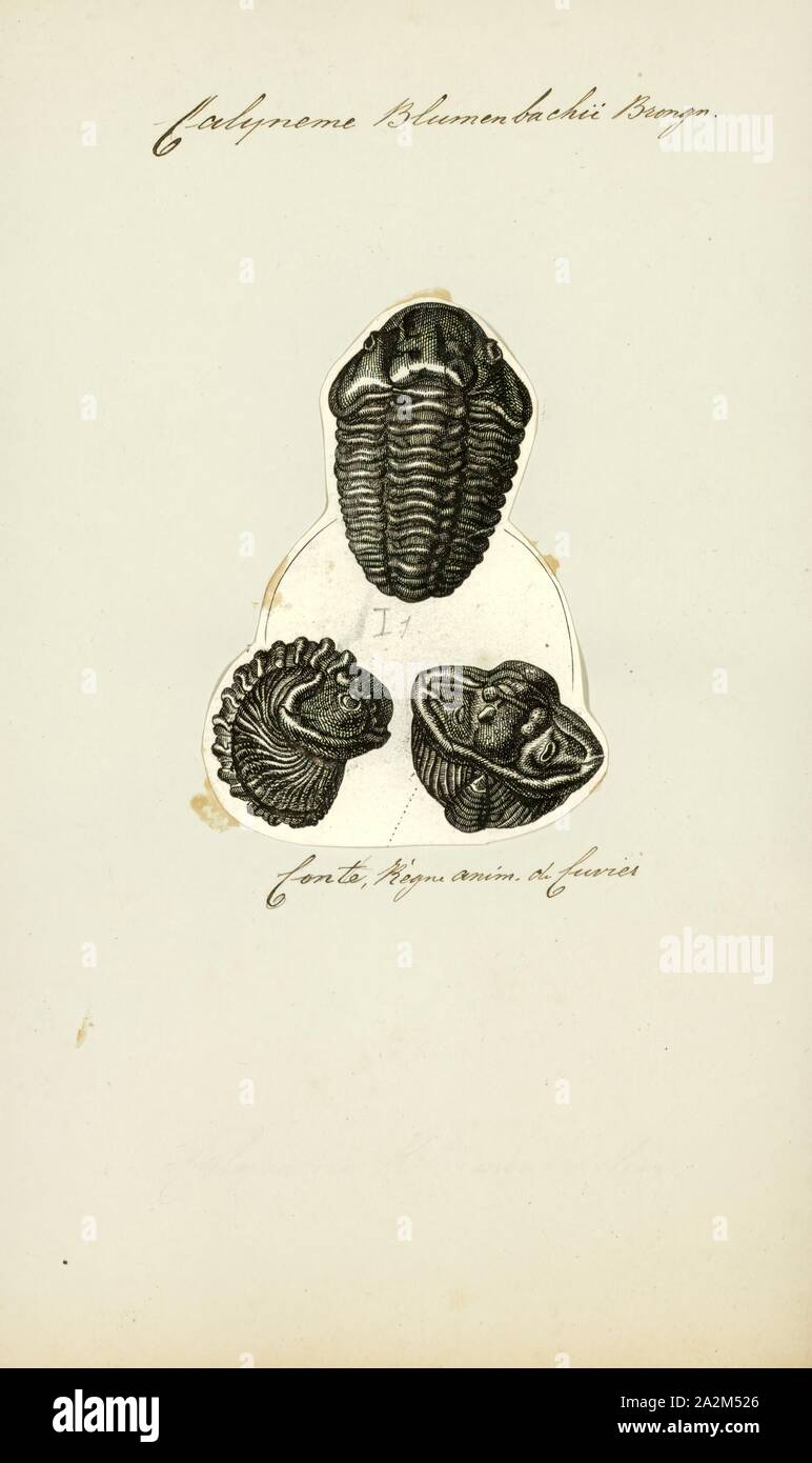 Dudley county borough council coat of arms hi-res stock photography and ...