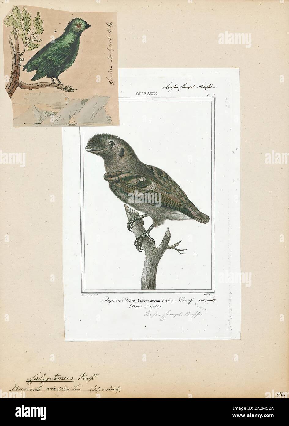 Lesser green broadbill hi-res stock photography and images - Alamy