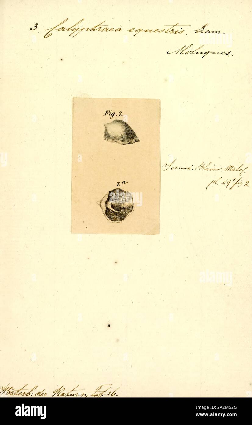 Calyptraea equestris hi-res stock photography and images - Alamy