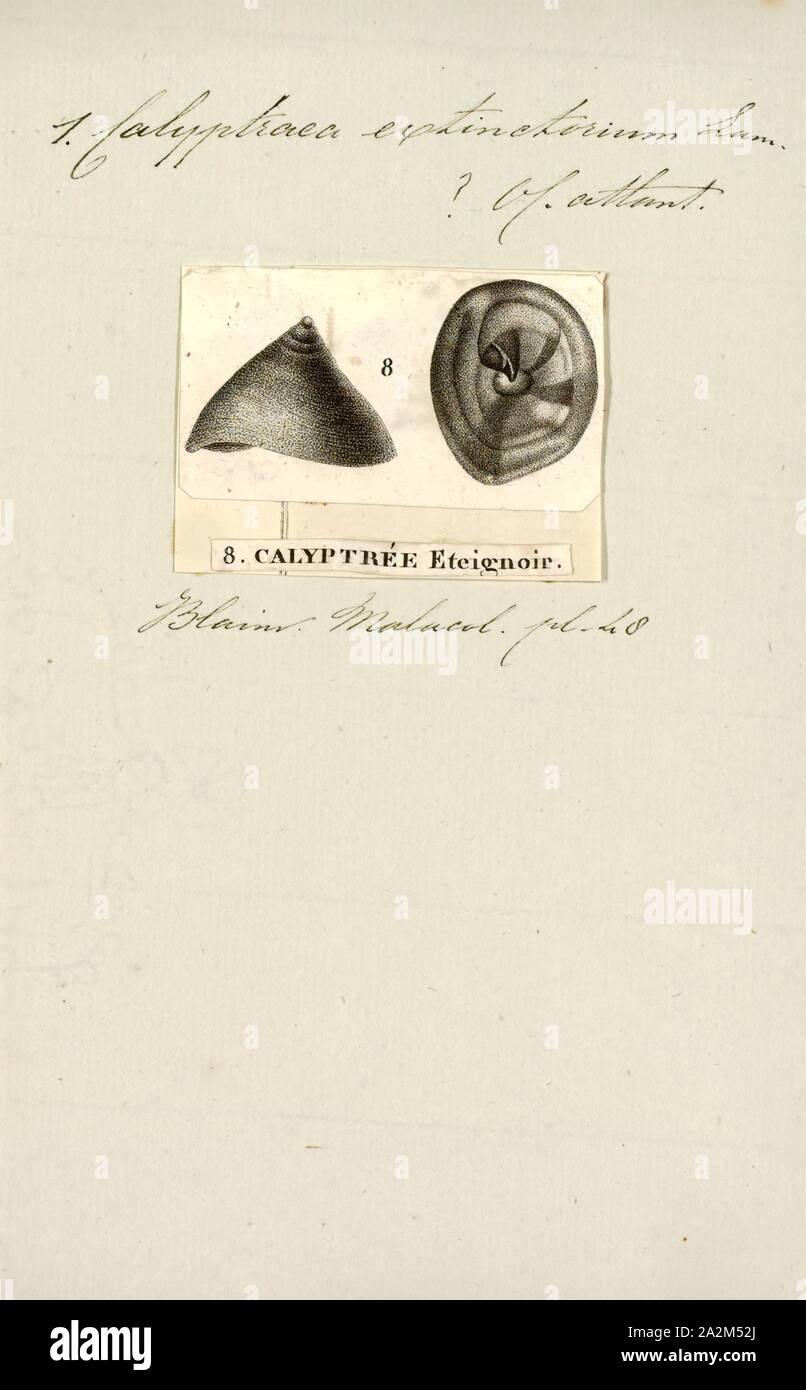 Calyptraea extinctorium, Print, Calyptraea, commonly known as the ...