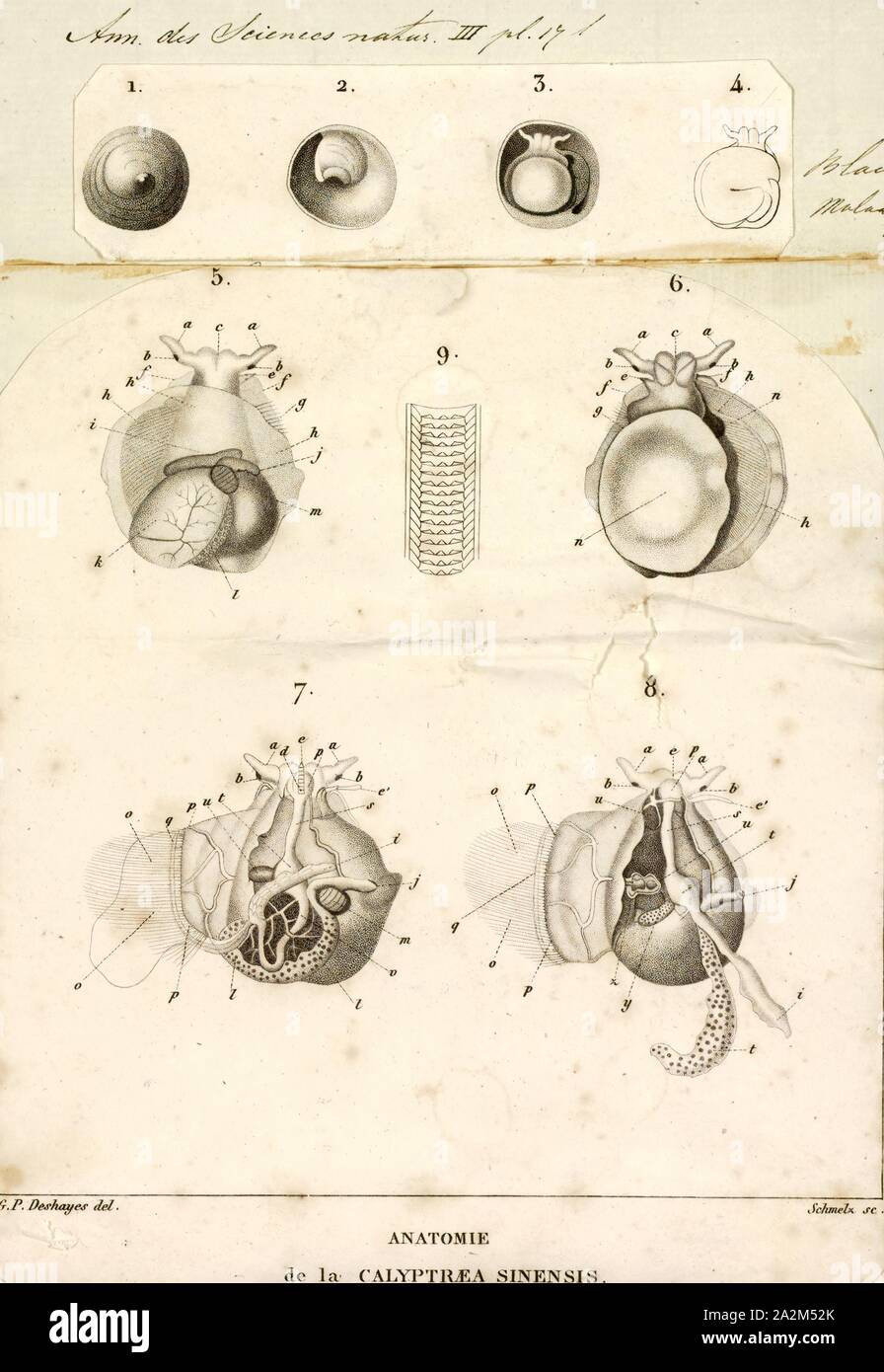 Calyptraea sinensis hi-res stock photography and images - Alamy