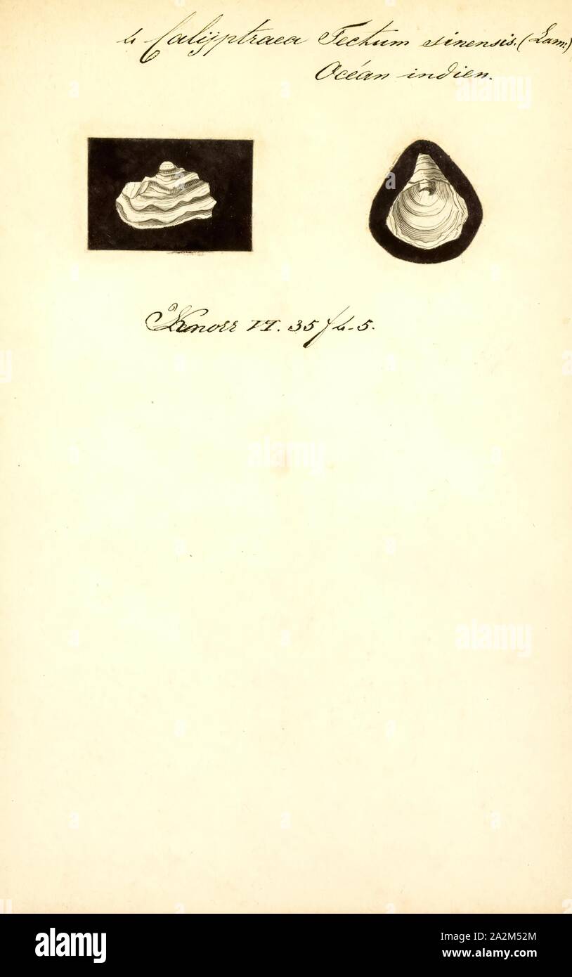 Calyptraea tectum sinensis hi-res stock photography and images - Alamy