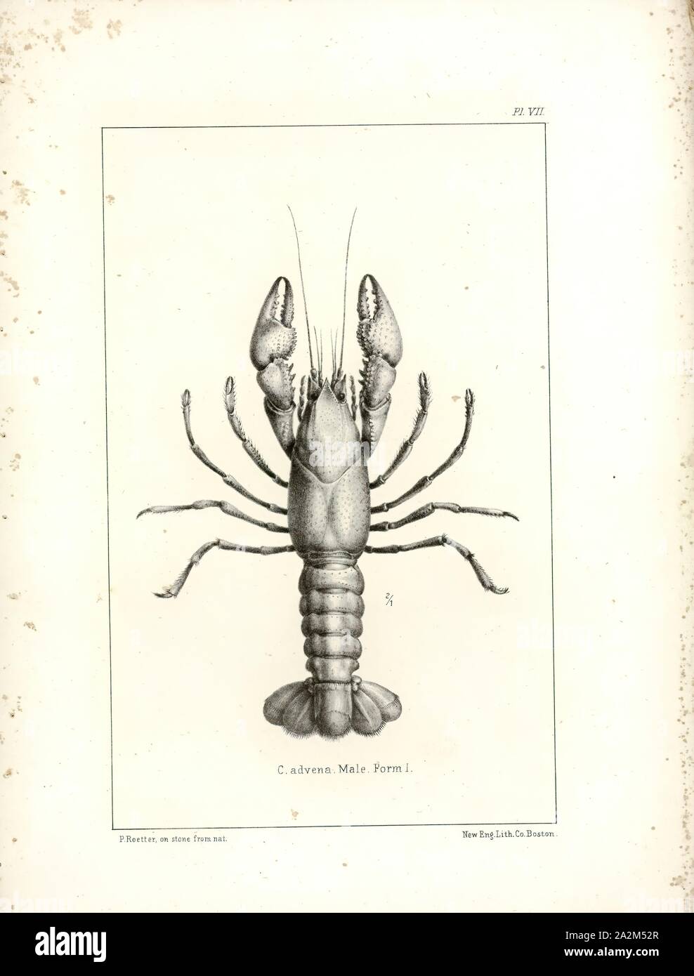 6 centimeters hi-res stock photography and images - Alamy