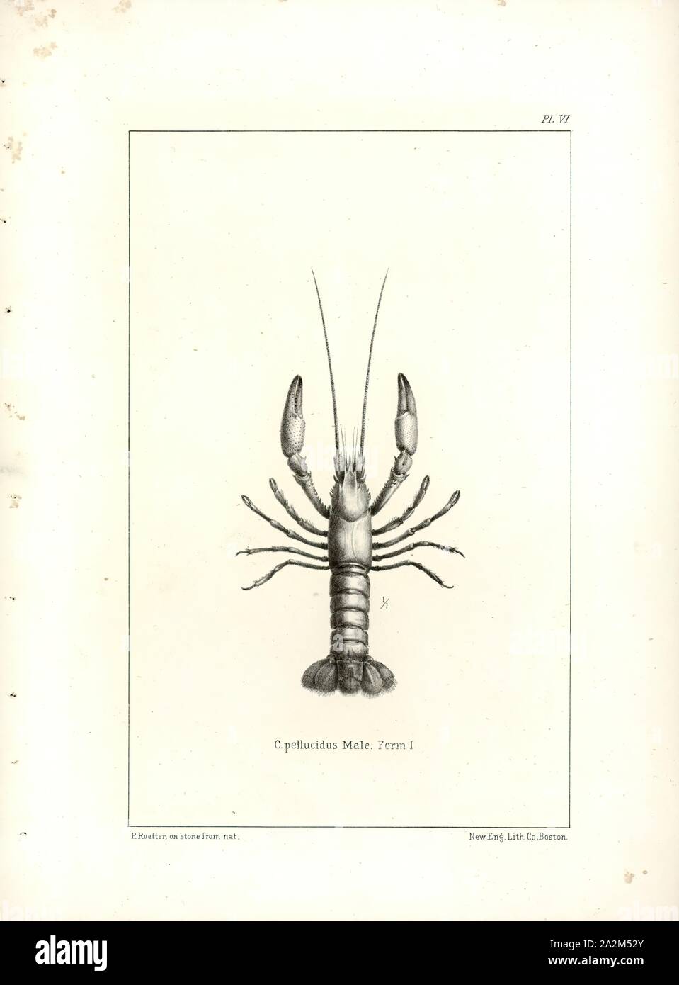 Cambarus pellucidus hi-res stock photography and images - Alamy