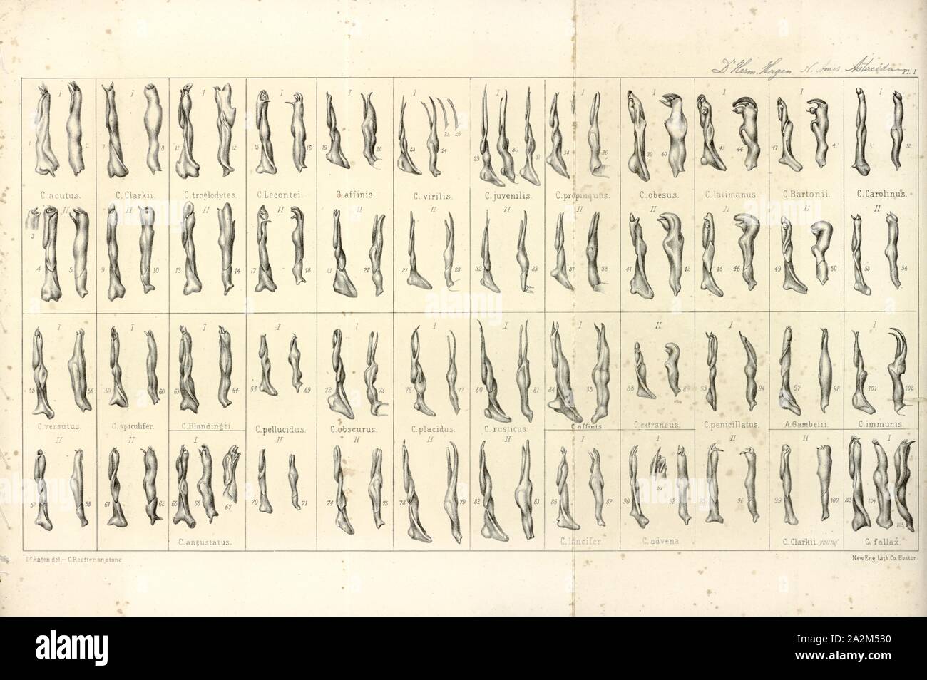 Cambarus spec hi-res stock photography and images - Alamy