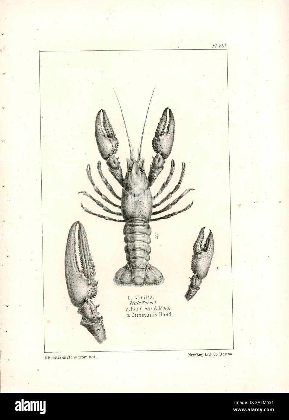 Cambarus virilis hi-res stock photography and images - Alamy