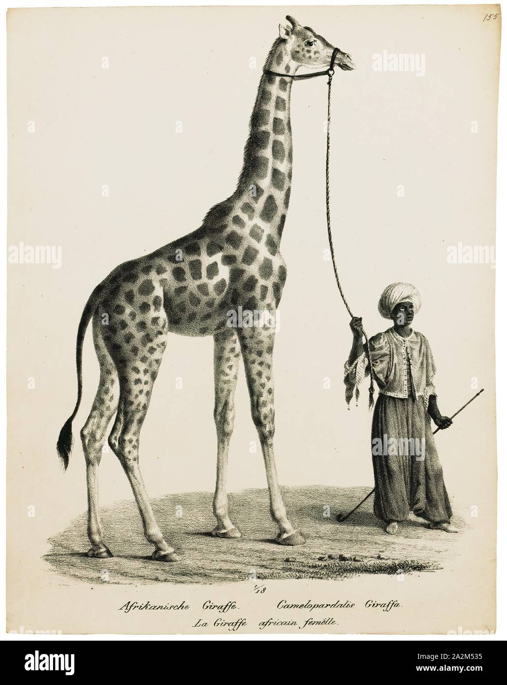 Camelopardalis giraffa, Print, 1700-1880 Stock Photo - Alamy