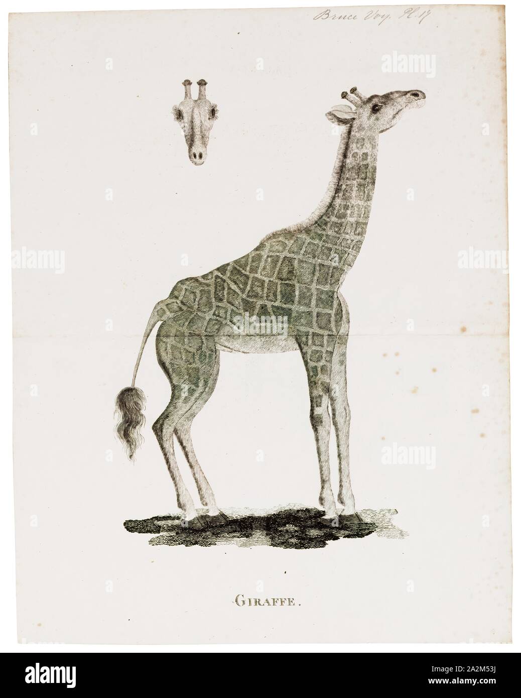 Camelopardalis giraffa, Print, 1700-1880 Stock Photo - Alamy