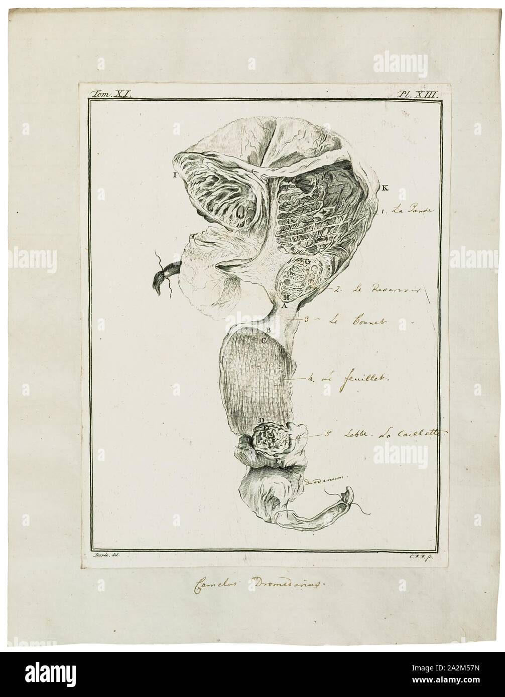 Camelus dromedarius, Print, The dromedary, also called the Arabian ...