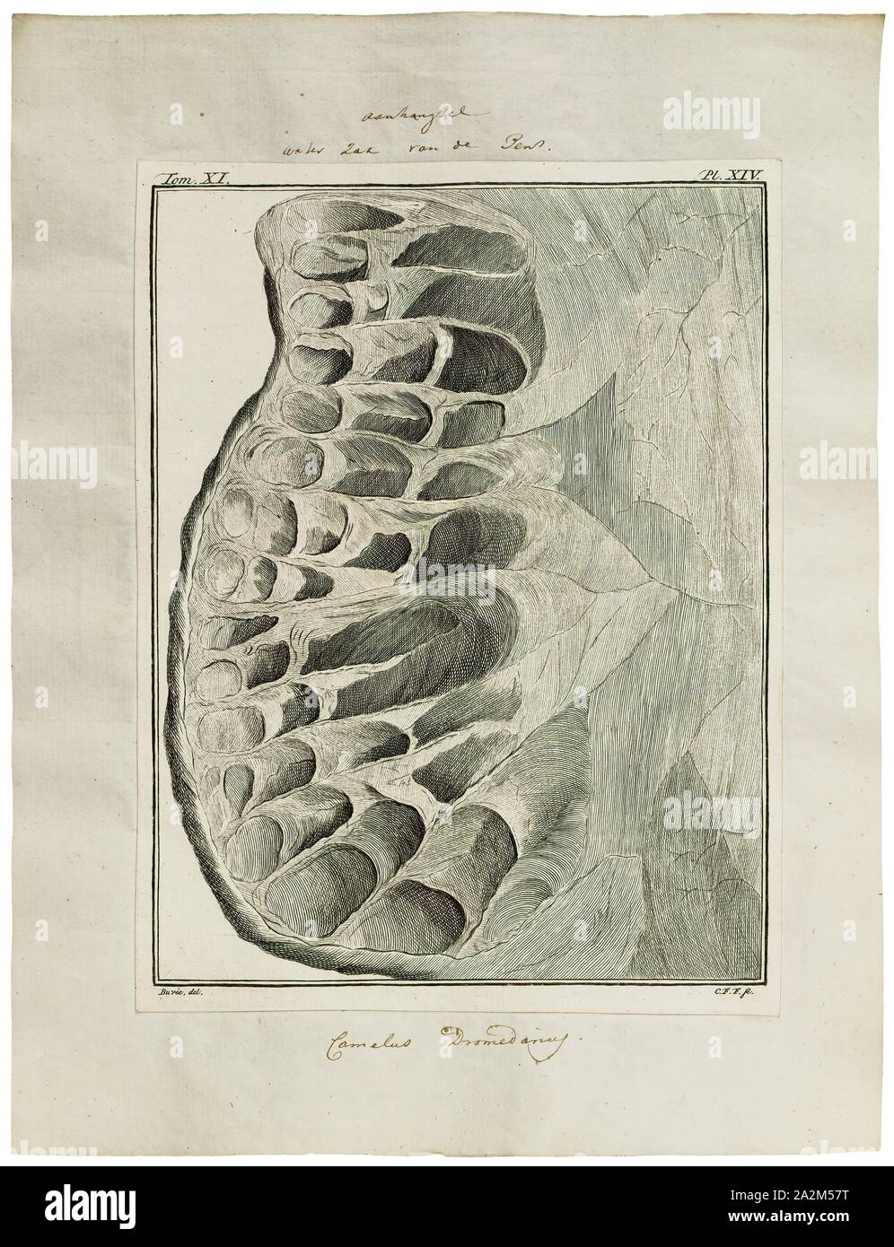 Camelus dromedarius, Print, The dromedary, also called the Arabian ...