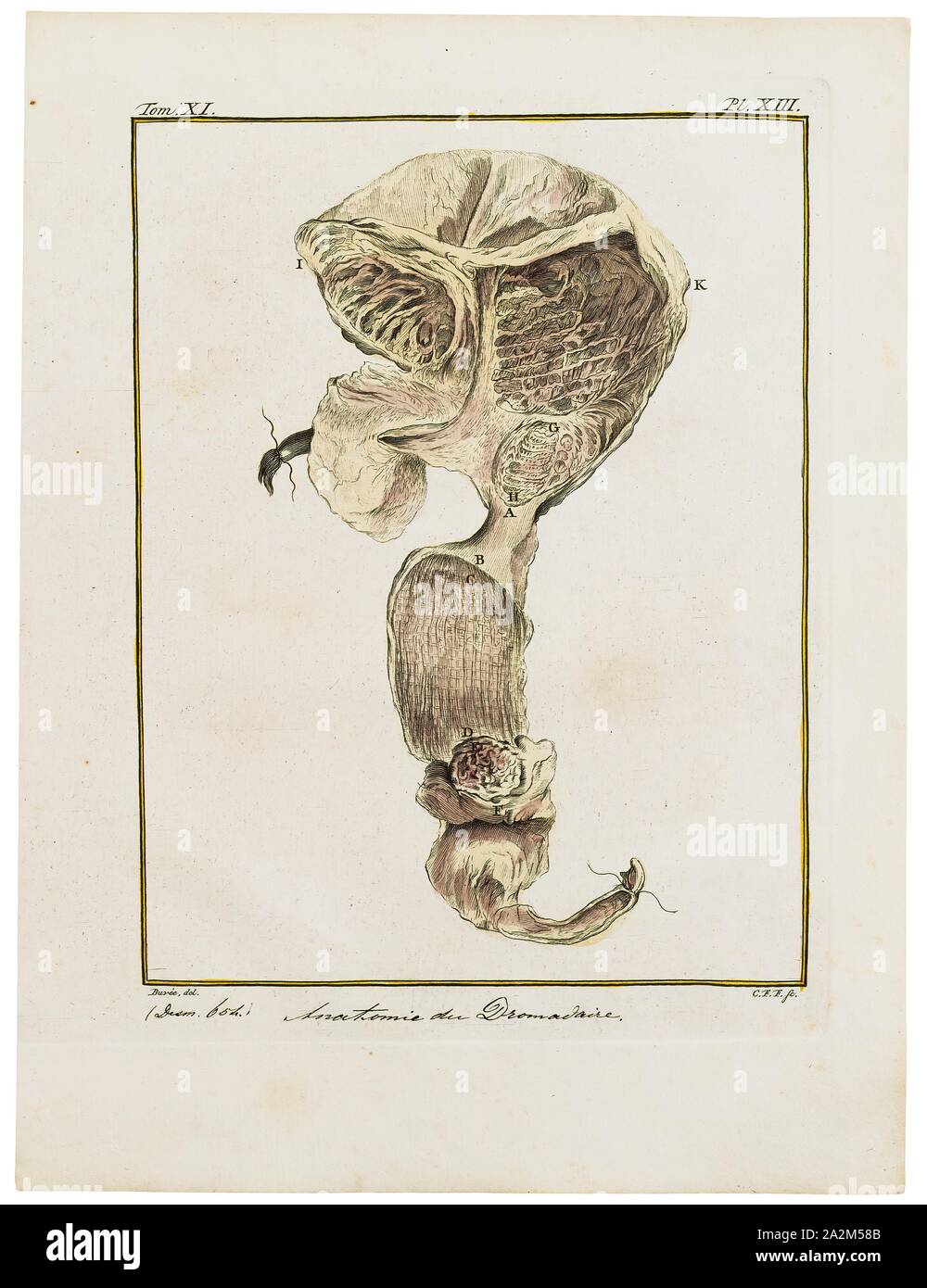Camelus dromedarius, Print, The dromedary, also called the Arabian ...
