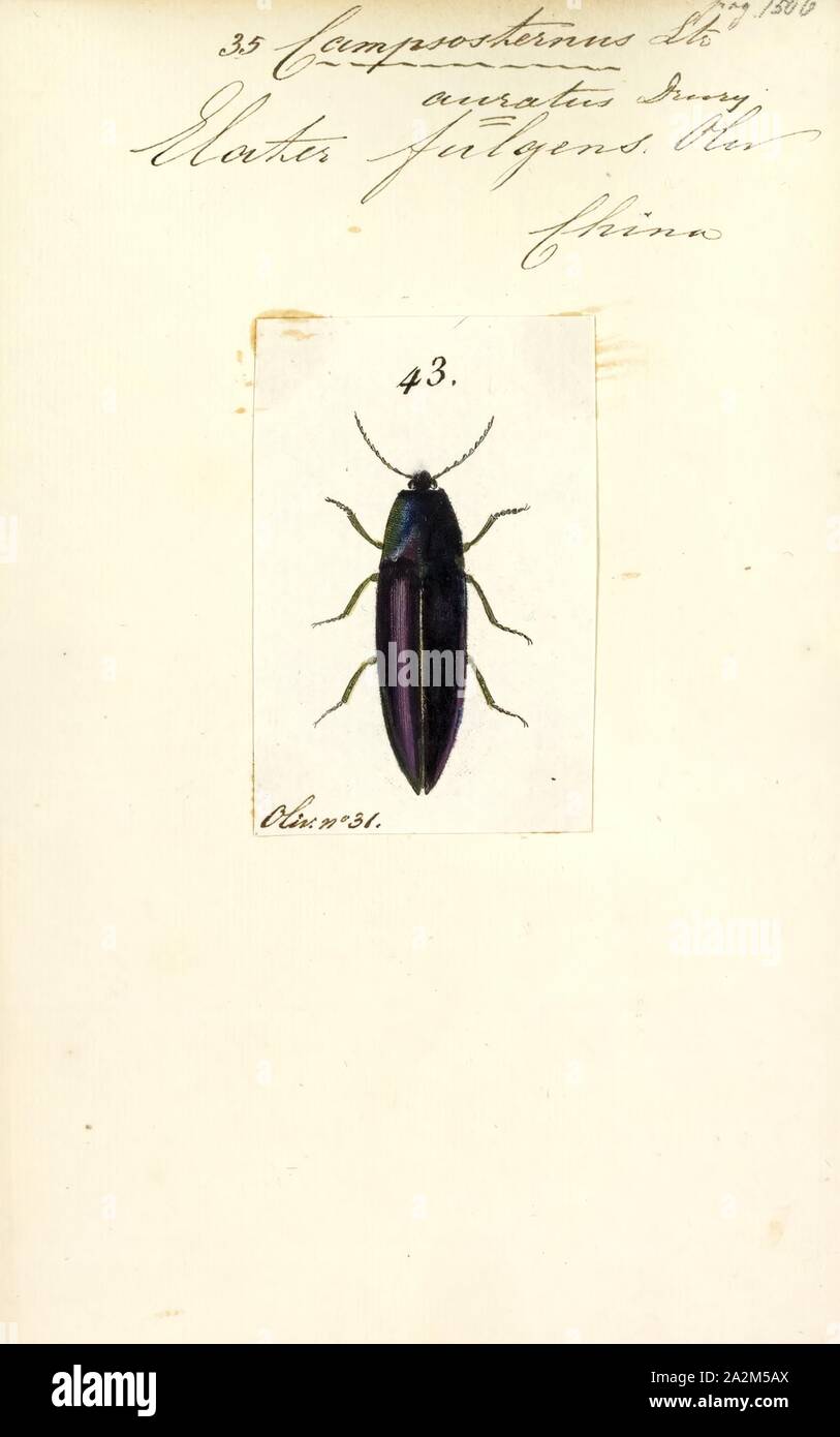 Campsosternus, Print, Campsosternus is a genus of click beetles in the ...
