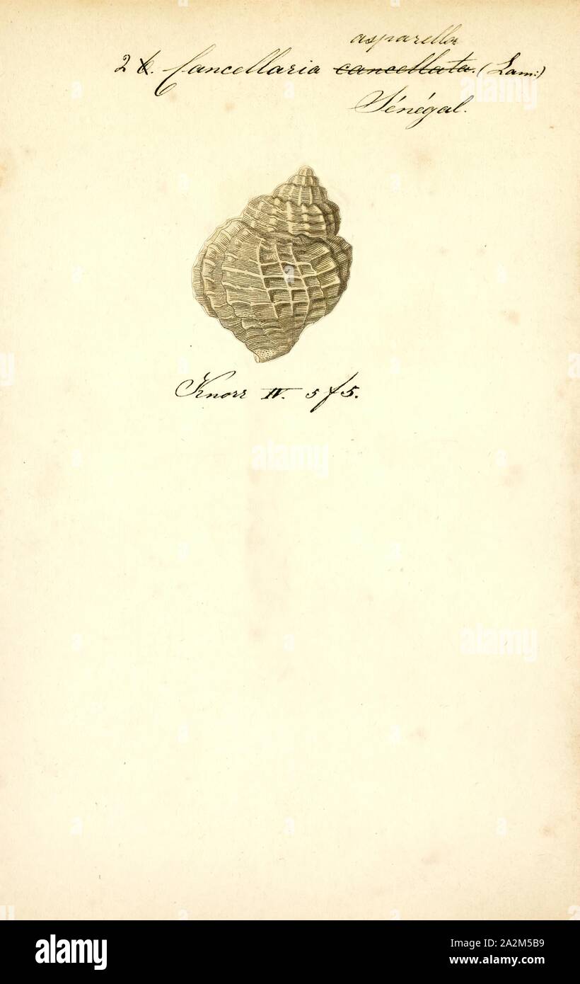 Cancellaria asperella, Print, Merica asperella, common name the elegant ...