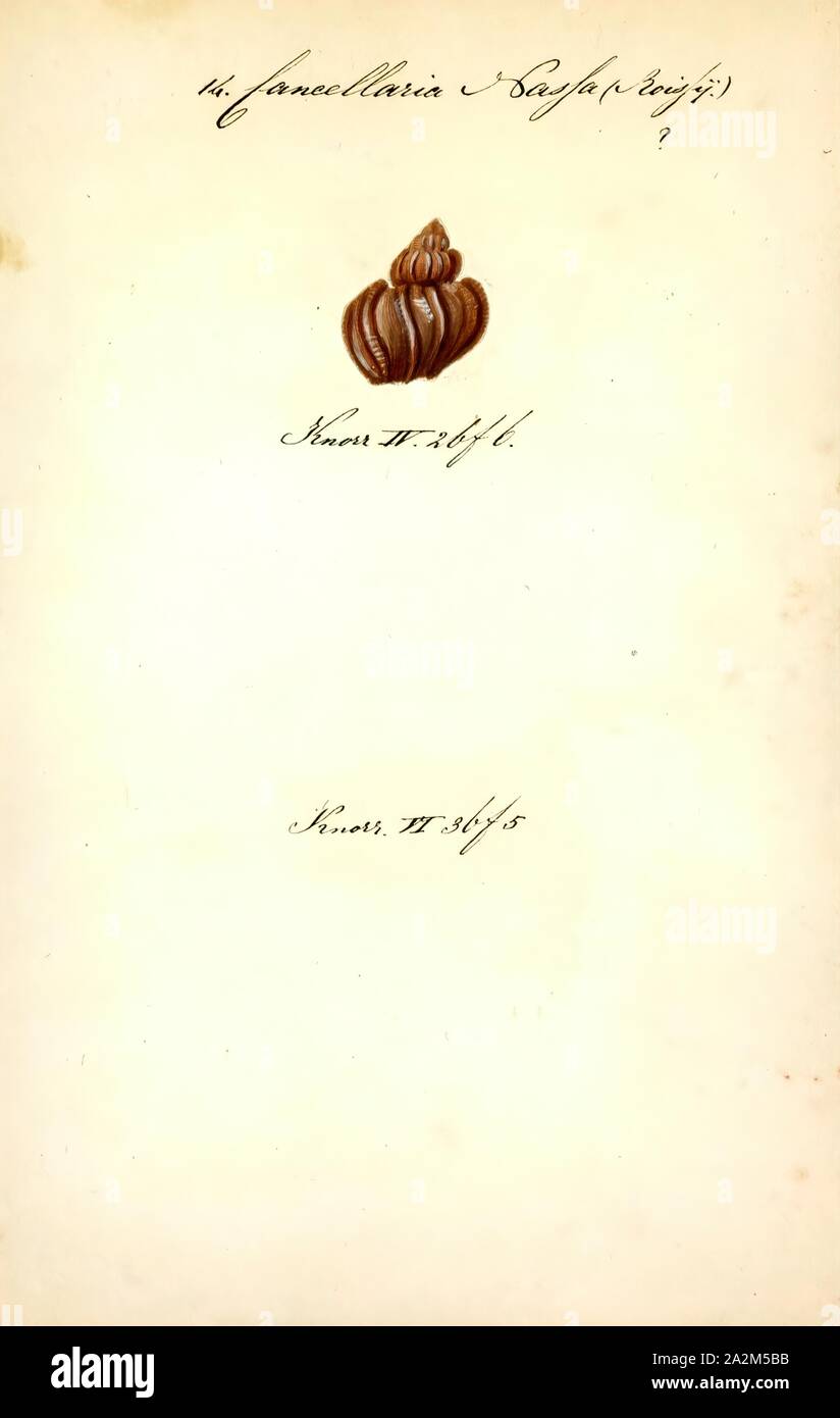 Cancellaria nassa, Print, Cancellaria nassa is a species of sea snail ...