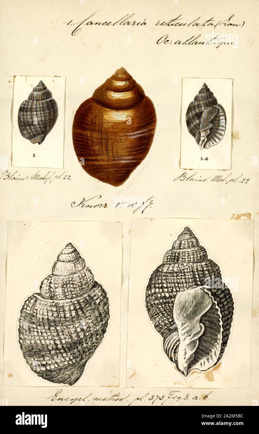 Cancellaria reticulata hi-res stock photography and images - Alamy