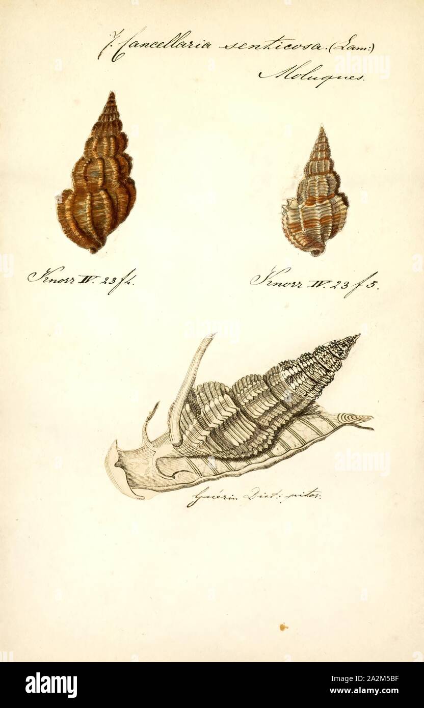Cancellaria senticosa, Print, Phos senticosus, common name Common ...