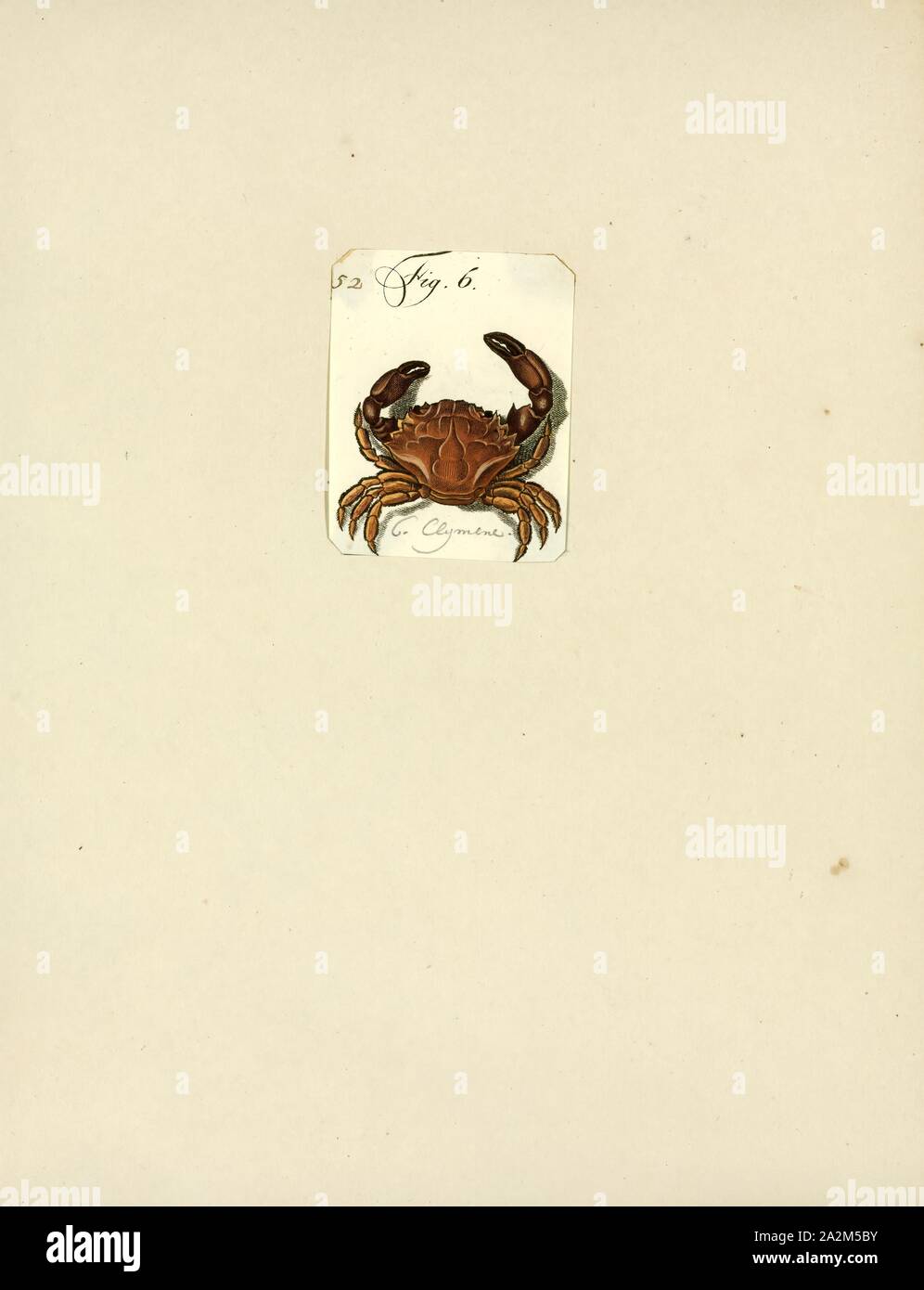 Clymene hi-res stock photography and images - Alamy